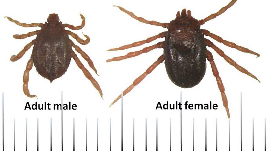 Texas cattle fever ticks are back with a vengeance