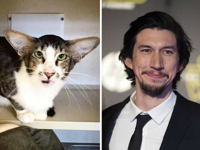 Lady Gaga | Page 3545 | The Popjustice Forum