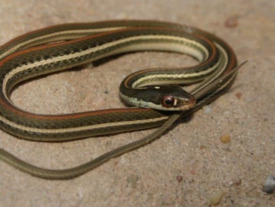 Wild About Texas: Arid Land Ribbonsnake actually found near water