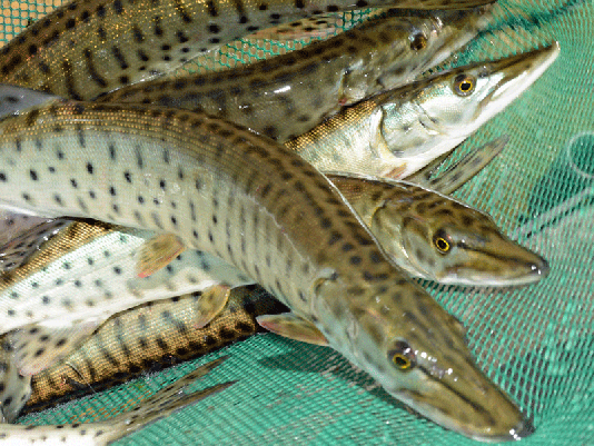 Stocking advances spotted musky project in Green Bay