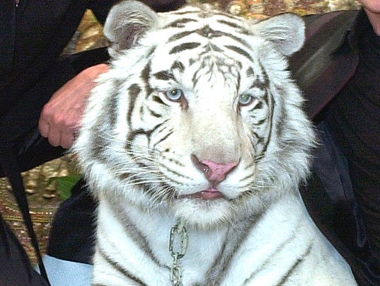 Tiger that injured Roy of Siegfried & Roy dies