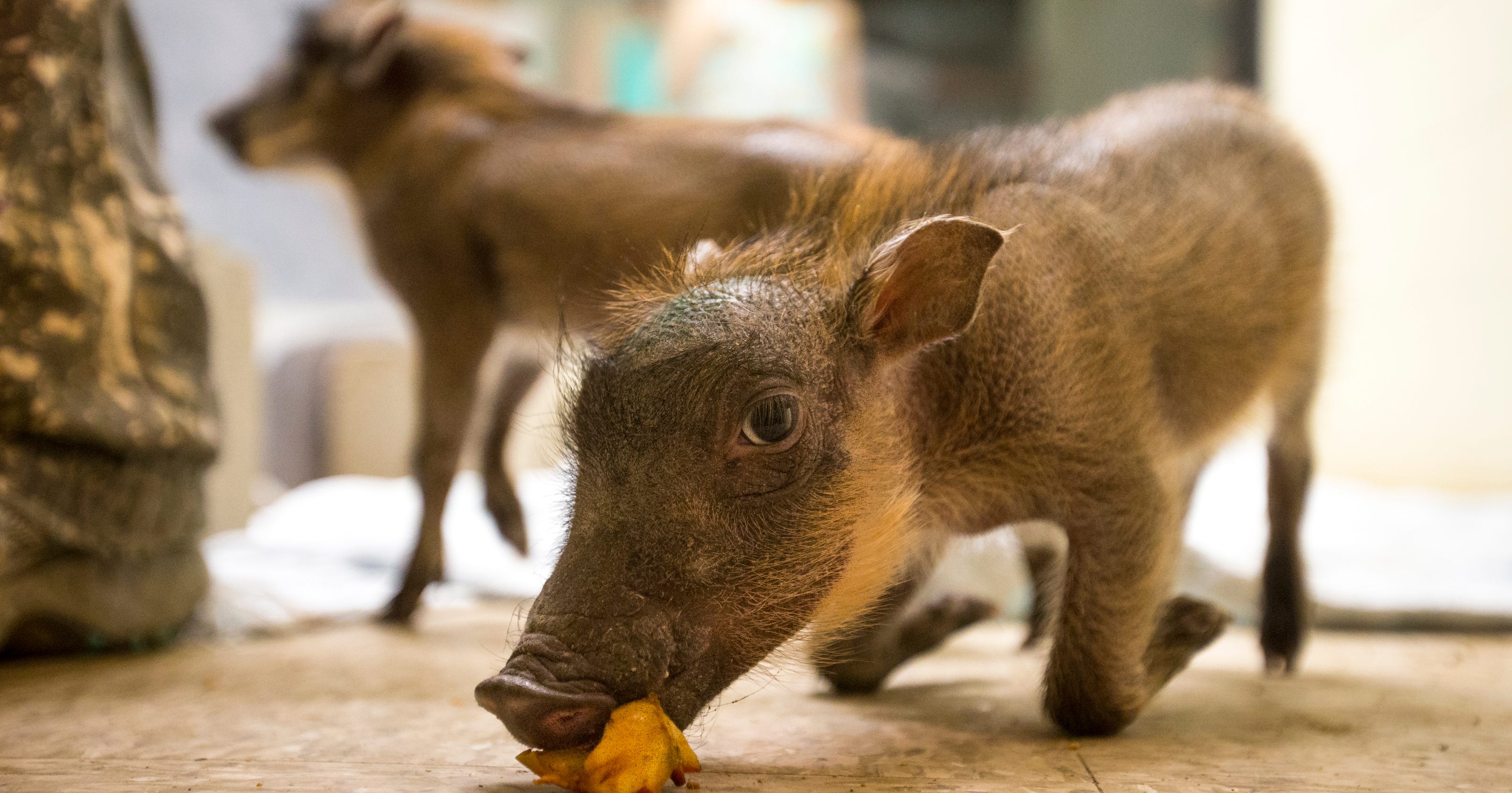 Wildlife World Zoo welcomes baby animals to Litchfield Park