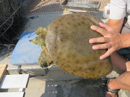 Study finds surly Montana turtles might be really old, too