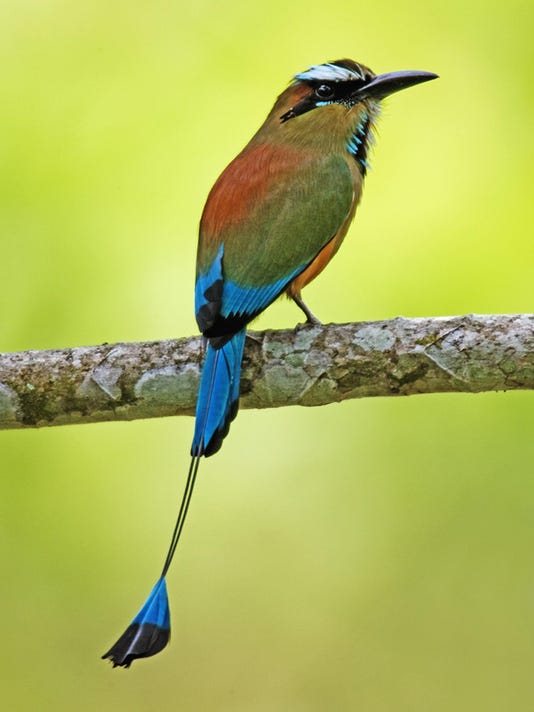 Exotic motmots common in Costa Rica