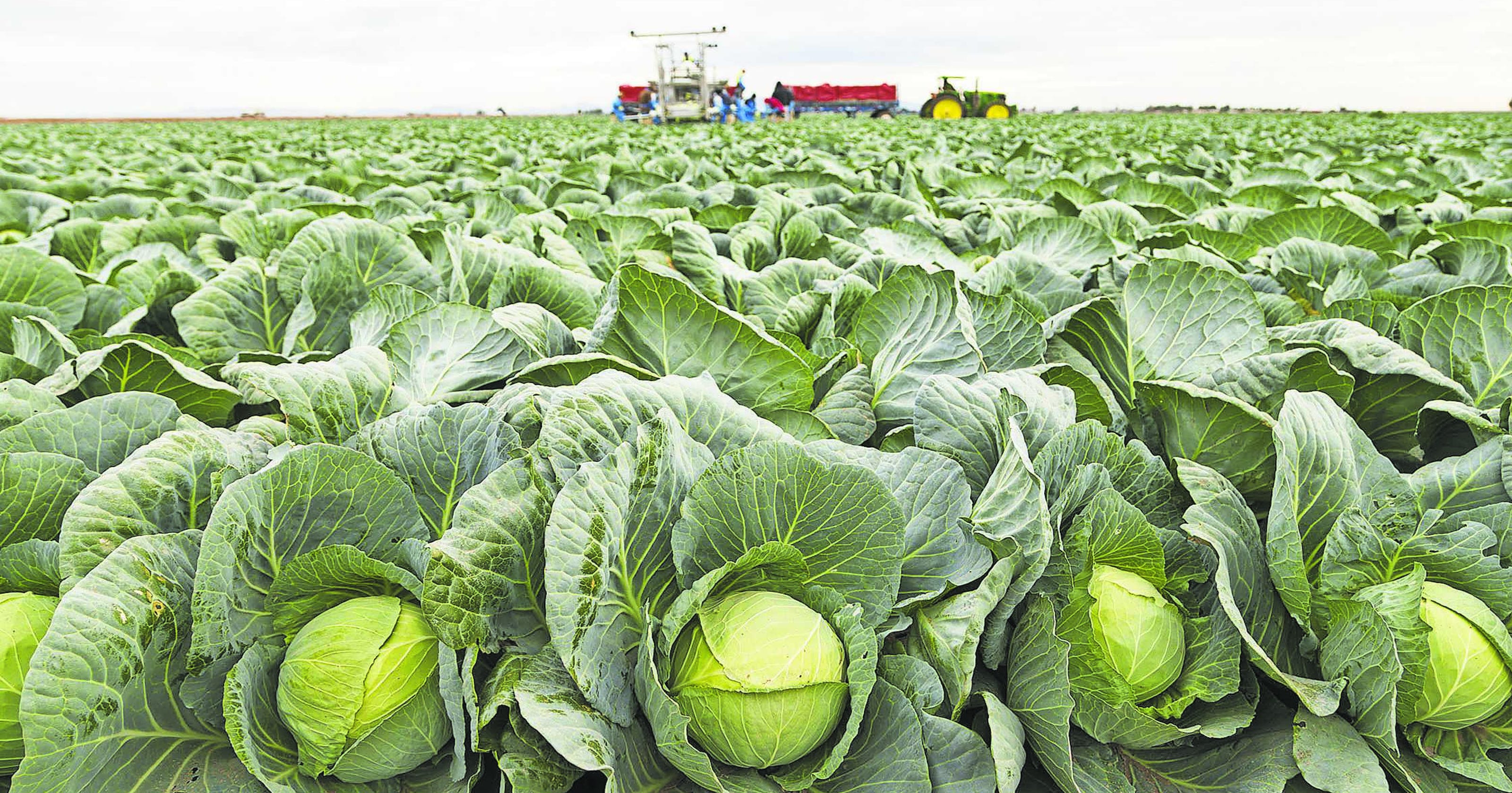 Fresh Harvest reaches settlement over farm worker transportation pay