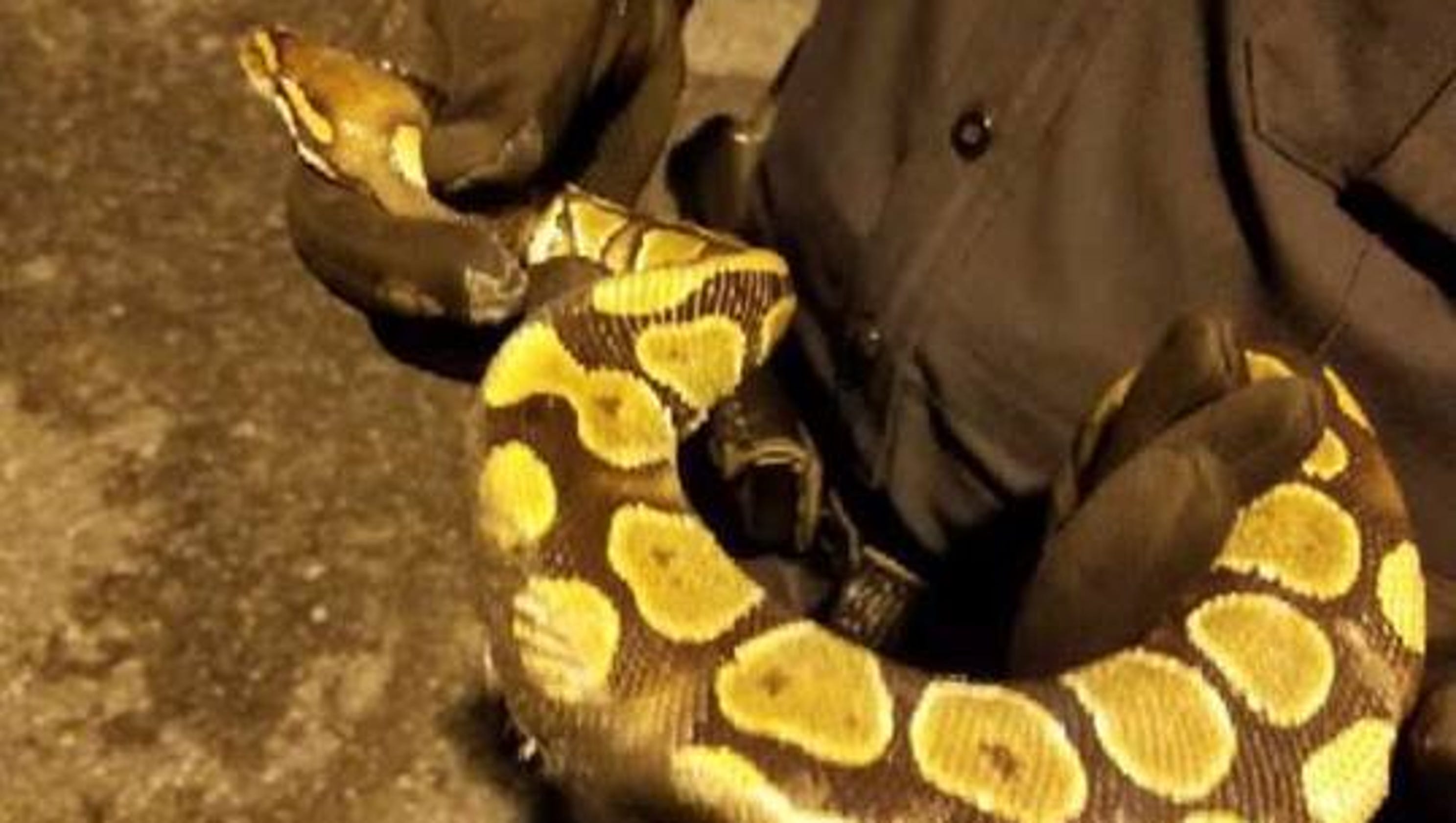 Python found in car engine: Police