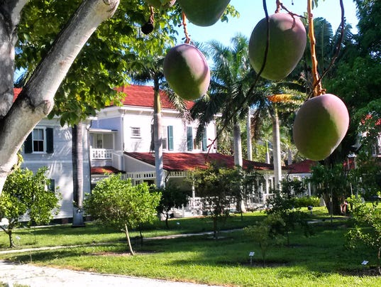Growing mangoes in Southwest Florida