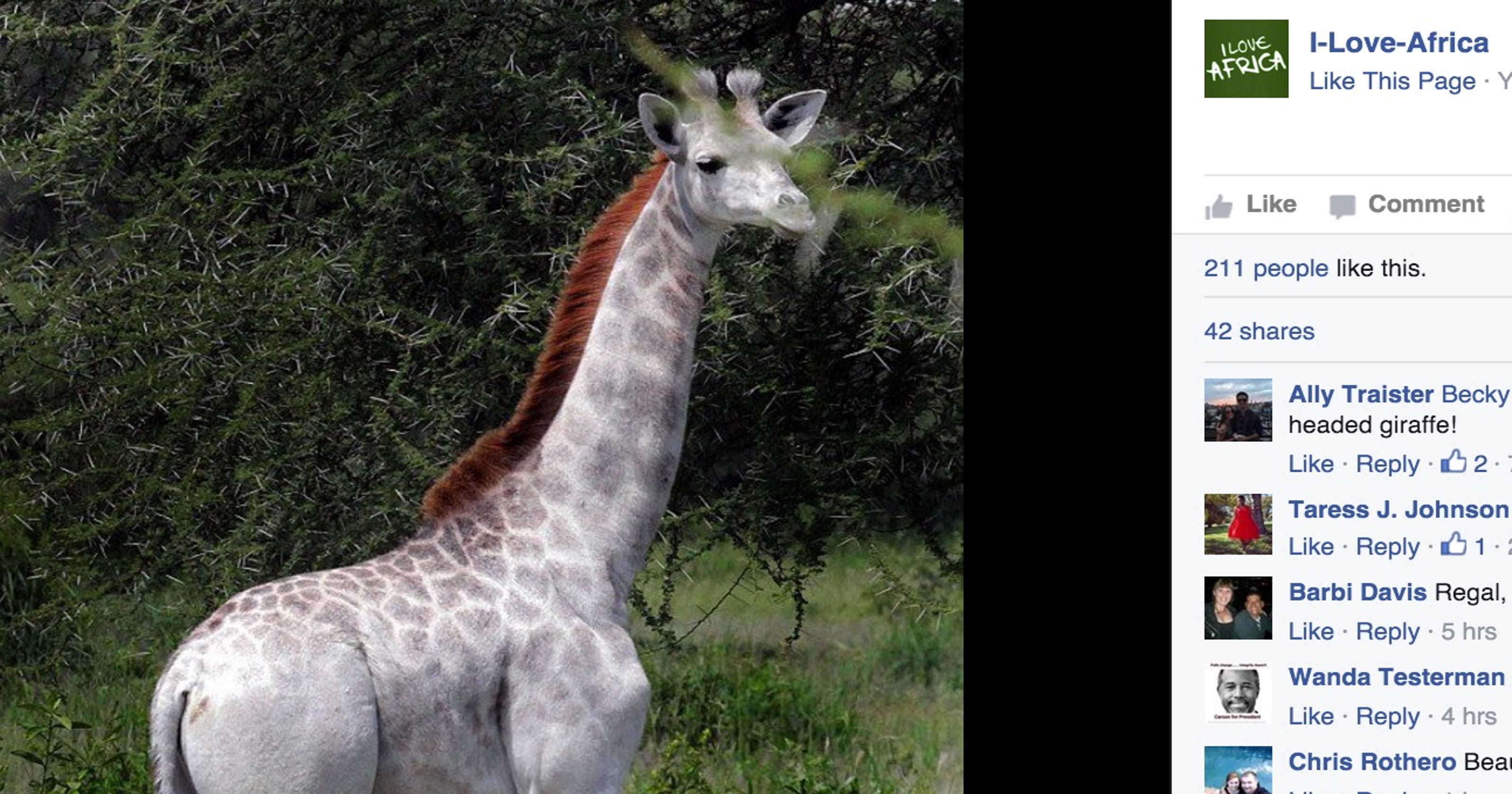 Rare white giraffe spotted in Tanzania national park