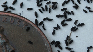 Springtails, or snow fleas, thrive in wet, damp areas | Woodland Dunes