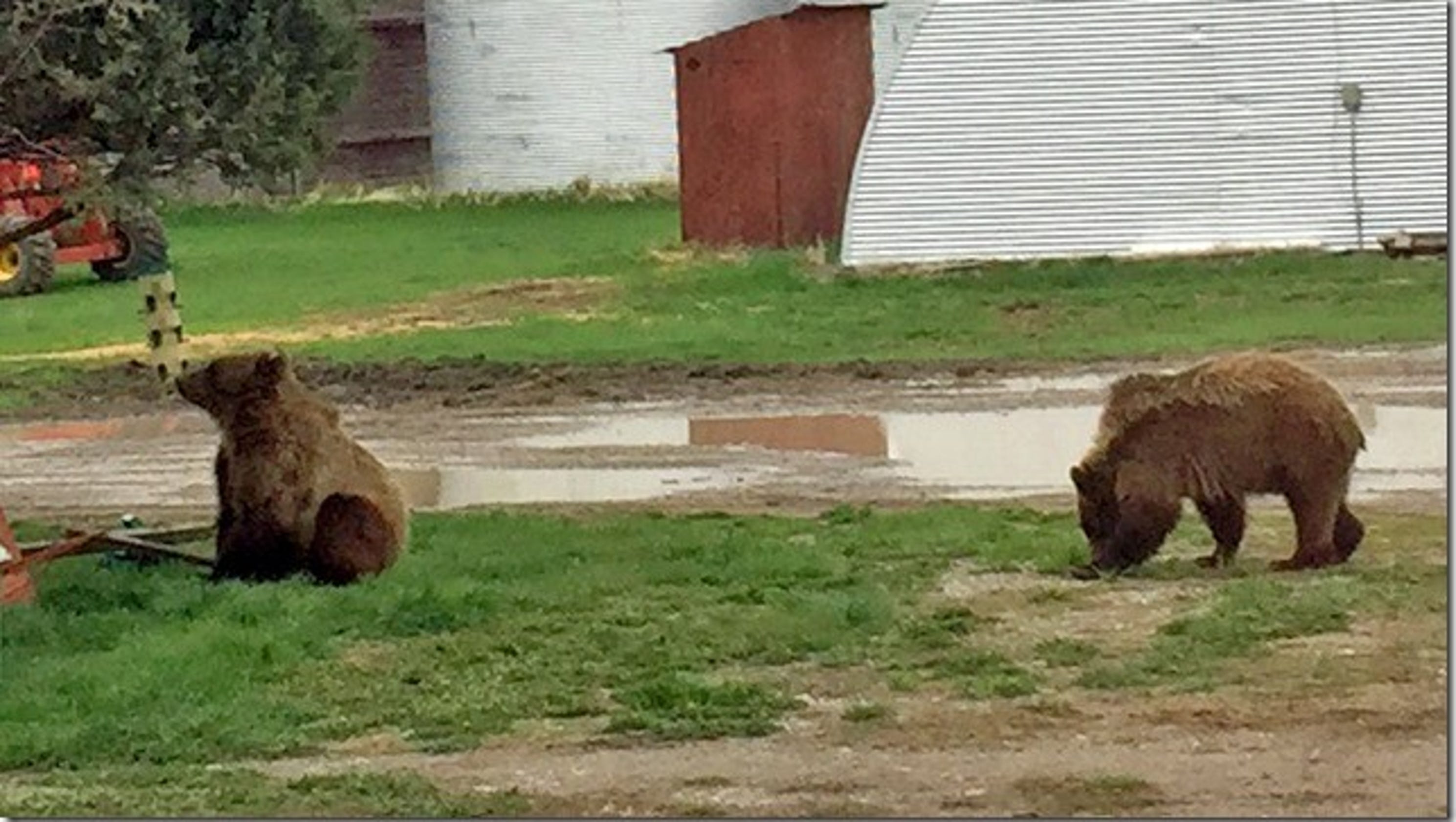 FWP hazing 'young, dumb' bears, relocating others