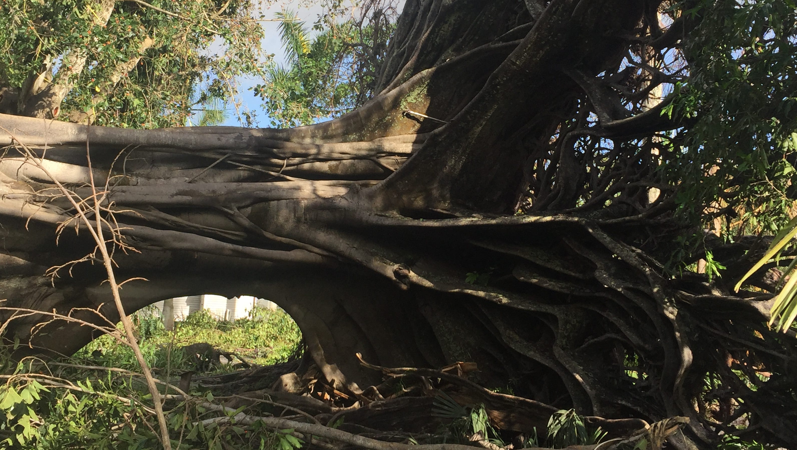 Before and After: Edison Ford Winter Estates mysore fig tree