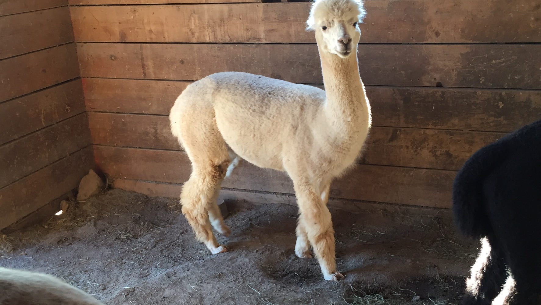 For the love of alpacas