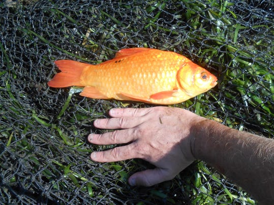 Pet fish pose potential lake problems