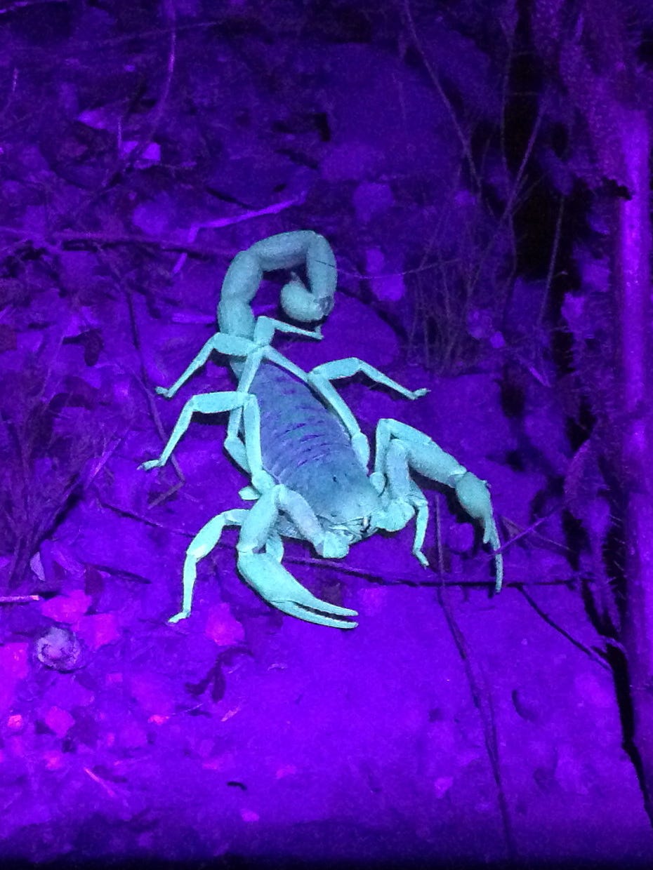 Nighttime scorpion hikes in Maricopa County Parks