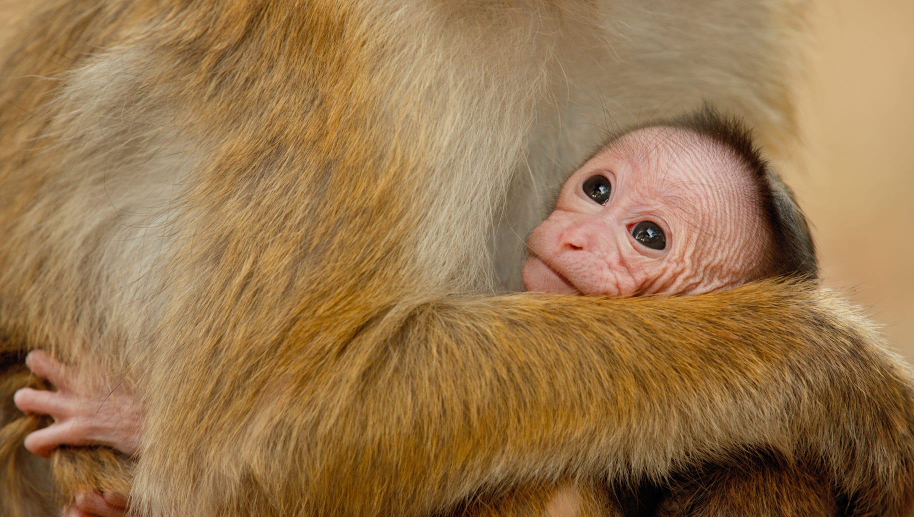 Meet Maya, the heroine of 'Monkey Kingdom'