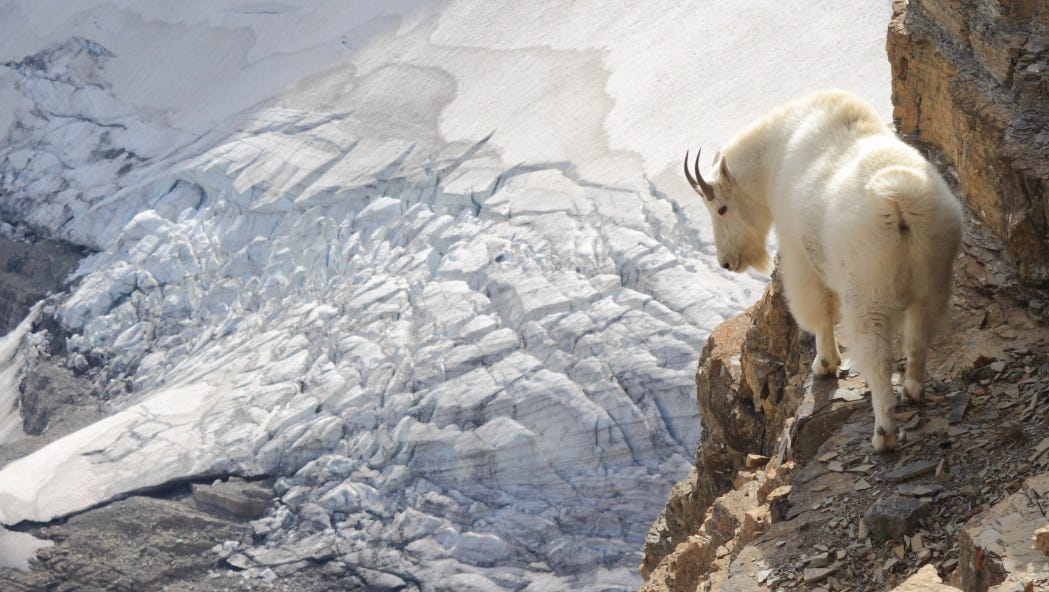 Glacier National Park's mountan goats perfect subject