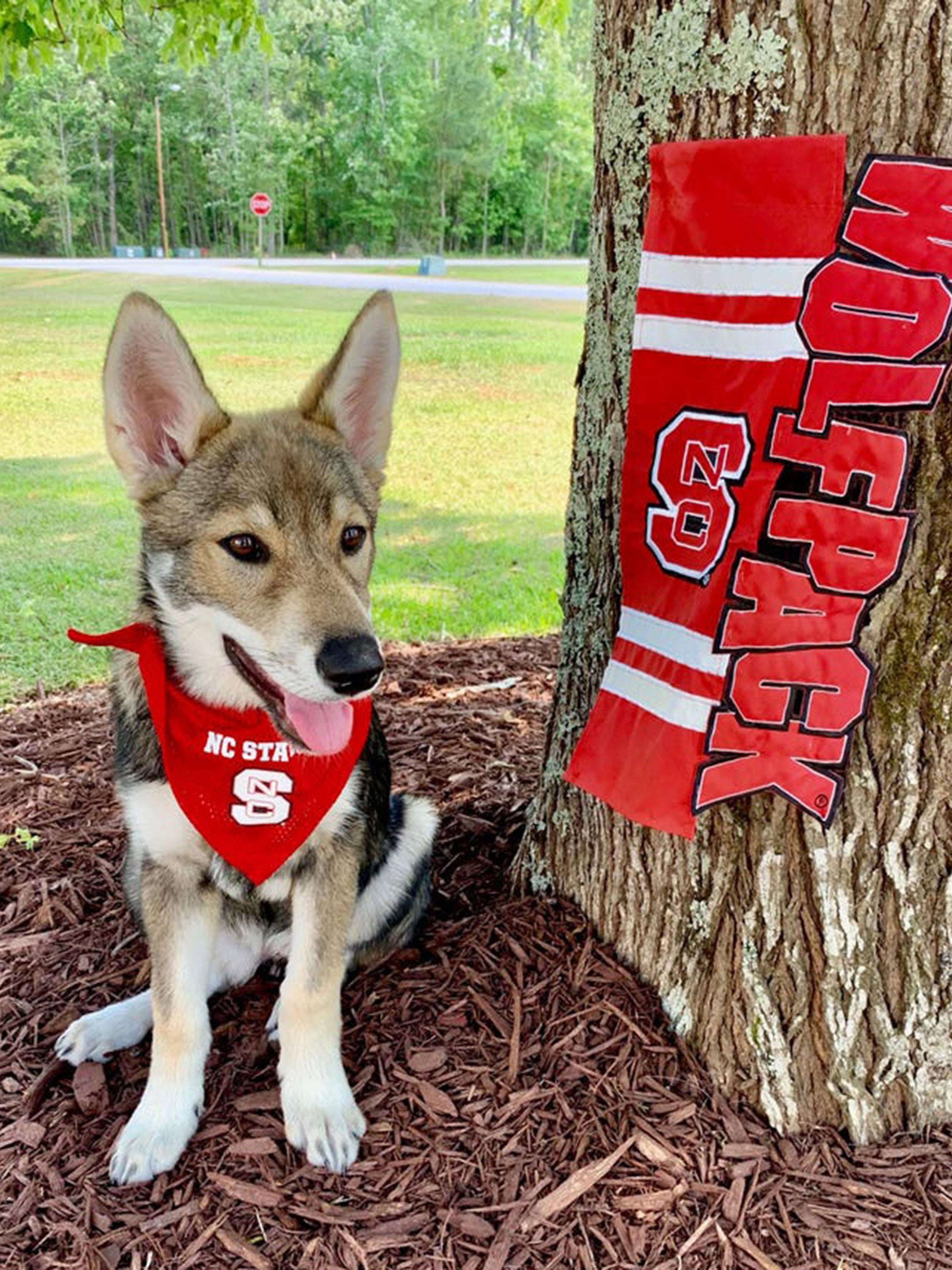 The untold story of Tuffy the 'wolf' and the family that raised the NC ...