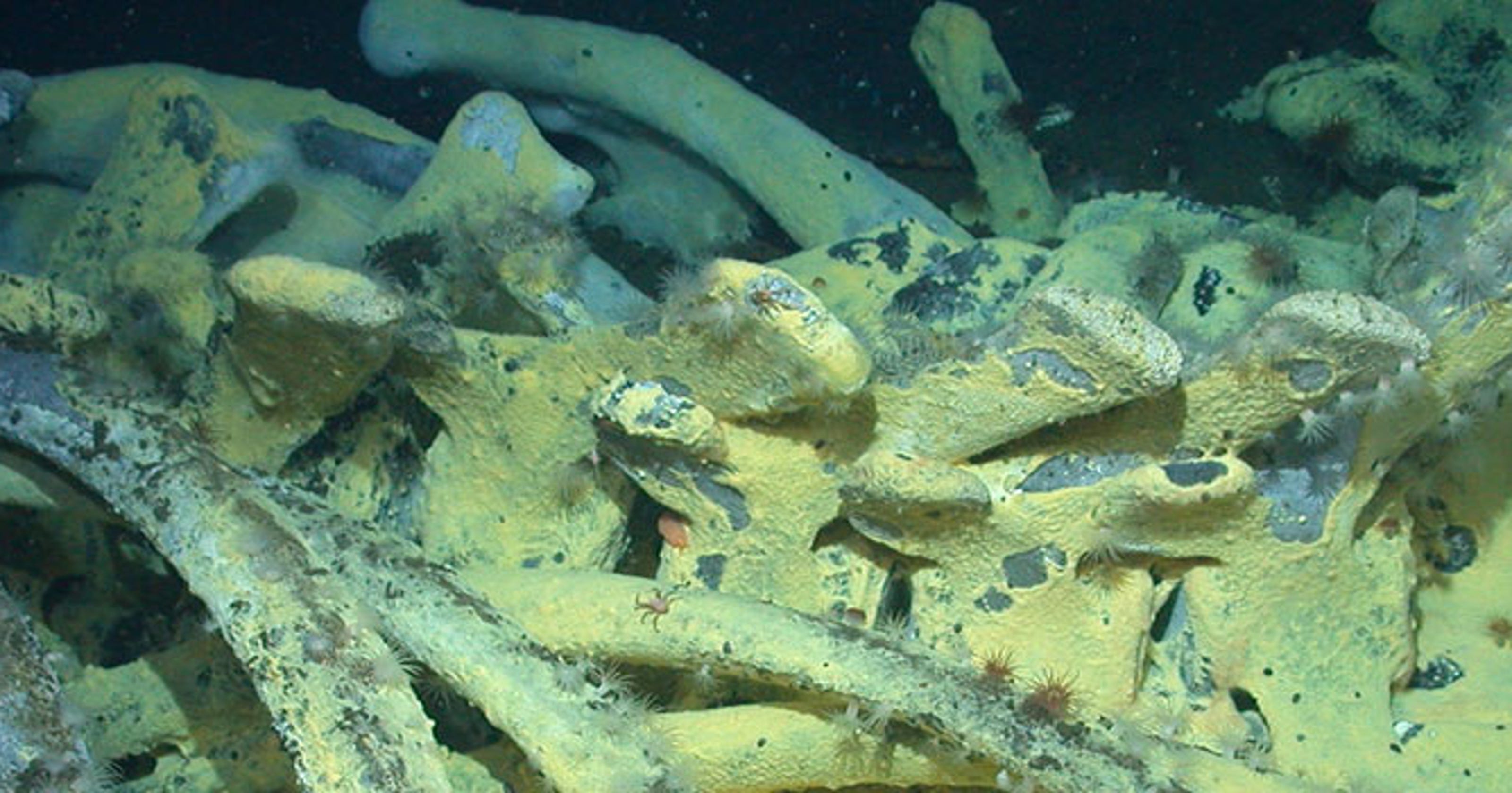 Ocean Facts: be careful, whales falling