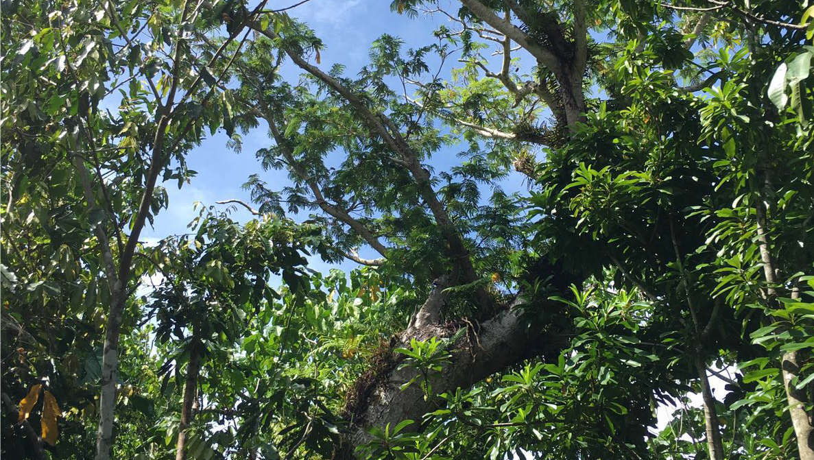 Landowners can help save endangered Guam native tree