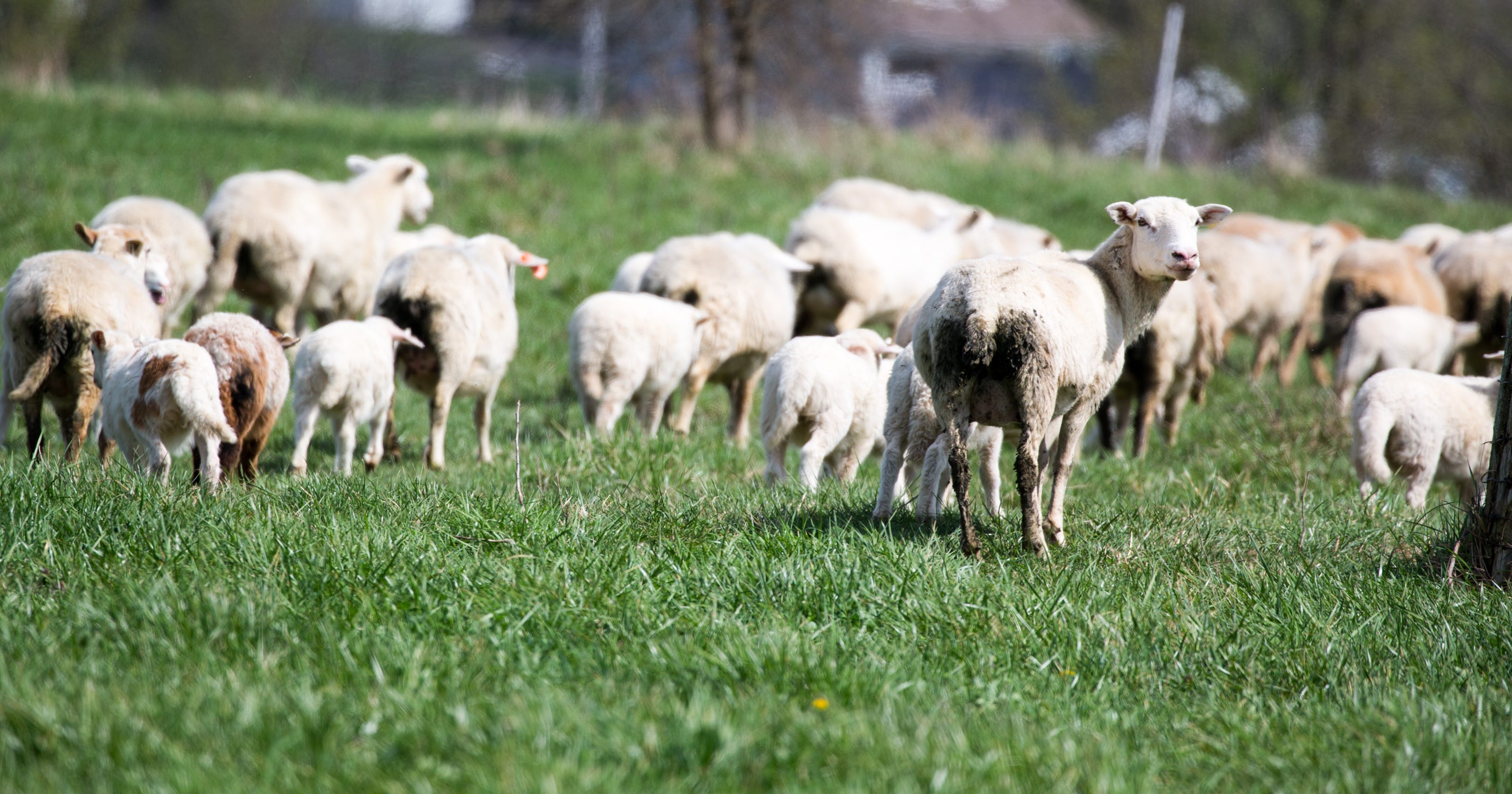 Sex with animals: Bestiality bill signed by Kentucky governor