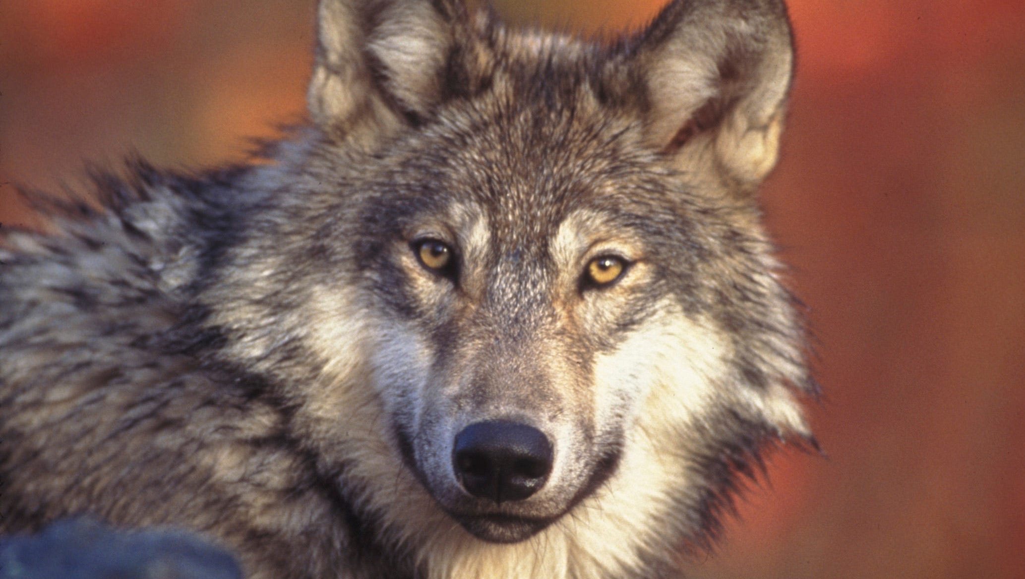Wolves chase research student up a tree near Washington campground