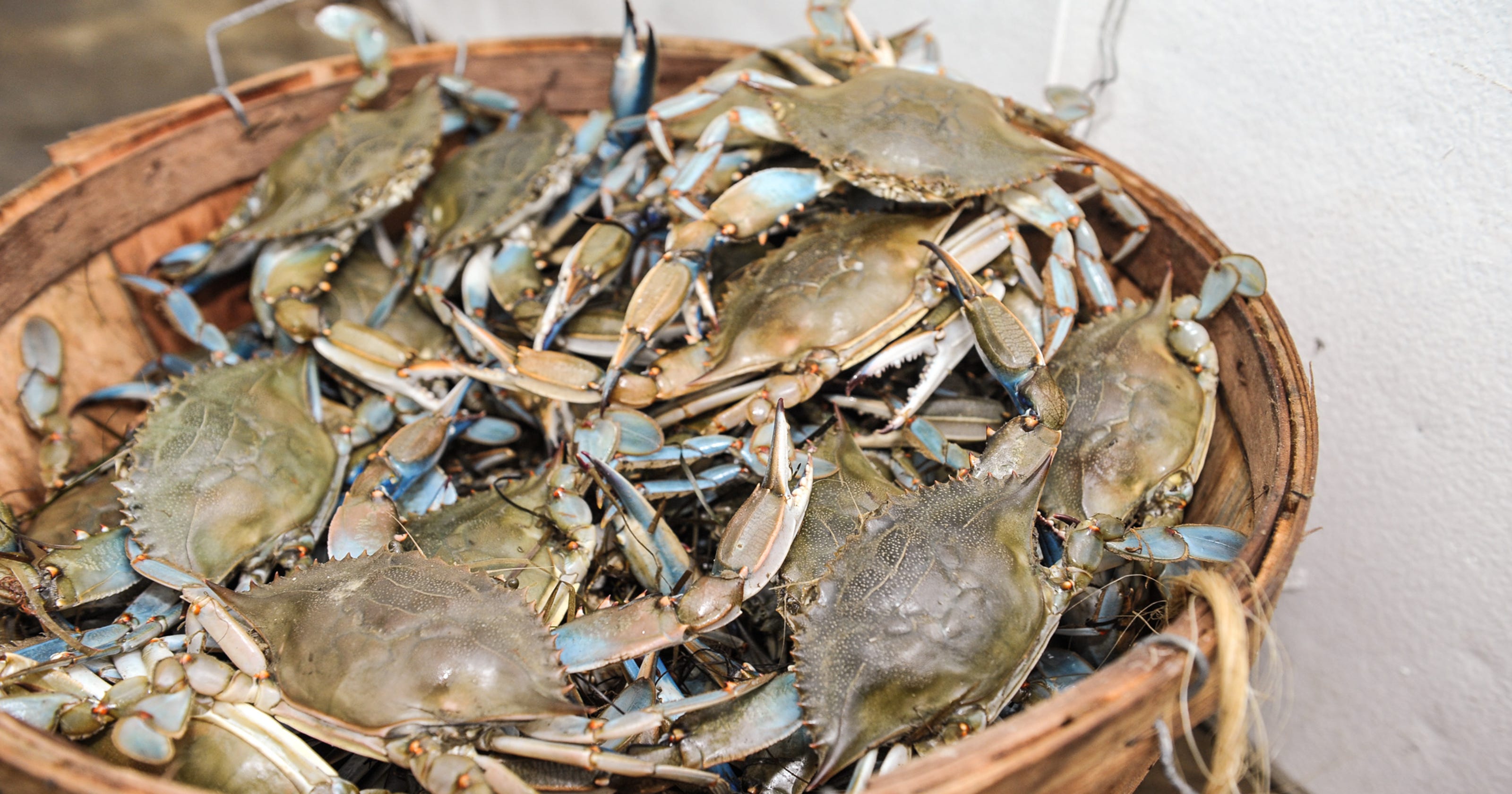 Maryland crabbing season opens April 1.
