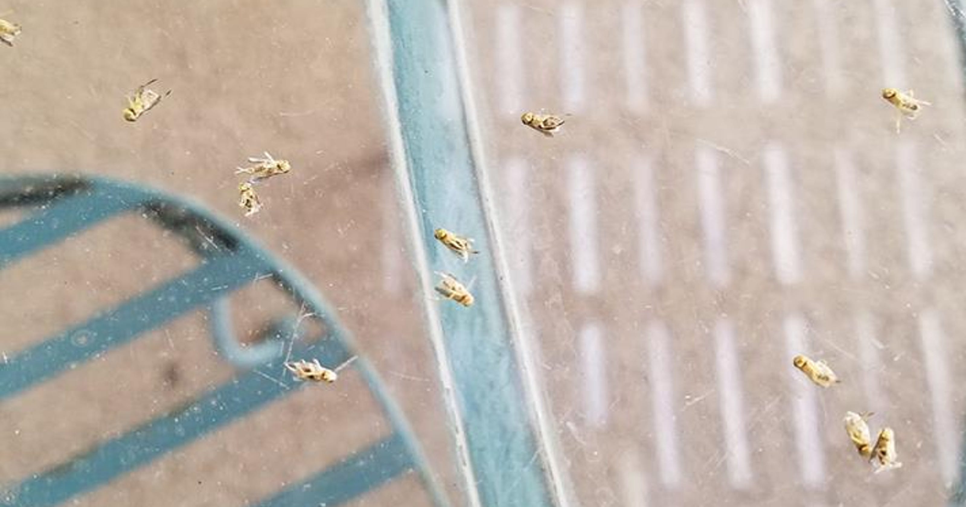 Little brown bugs swarming the Coachella Valley, but they don't bite