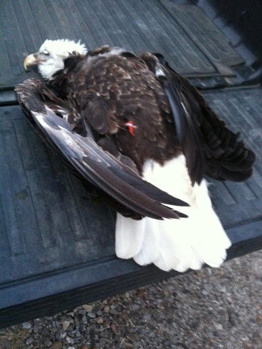Dead bald eagle hoaxes cause headache