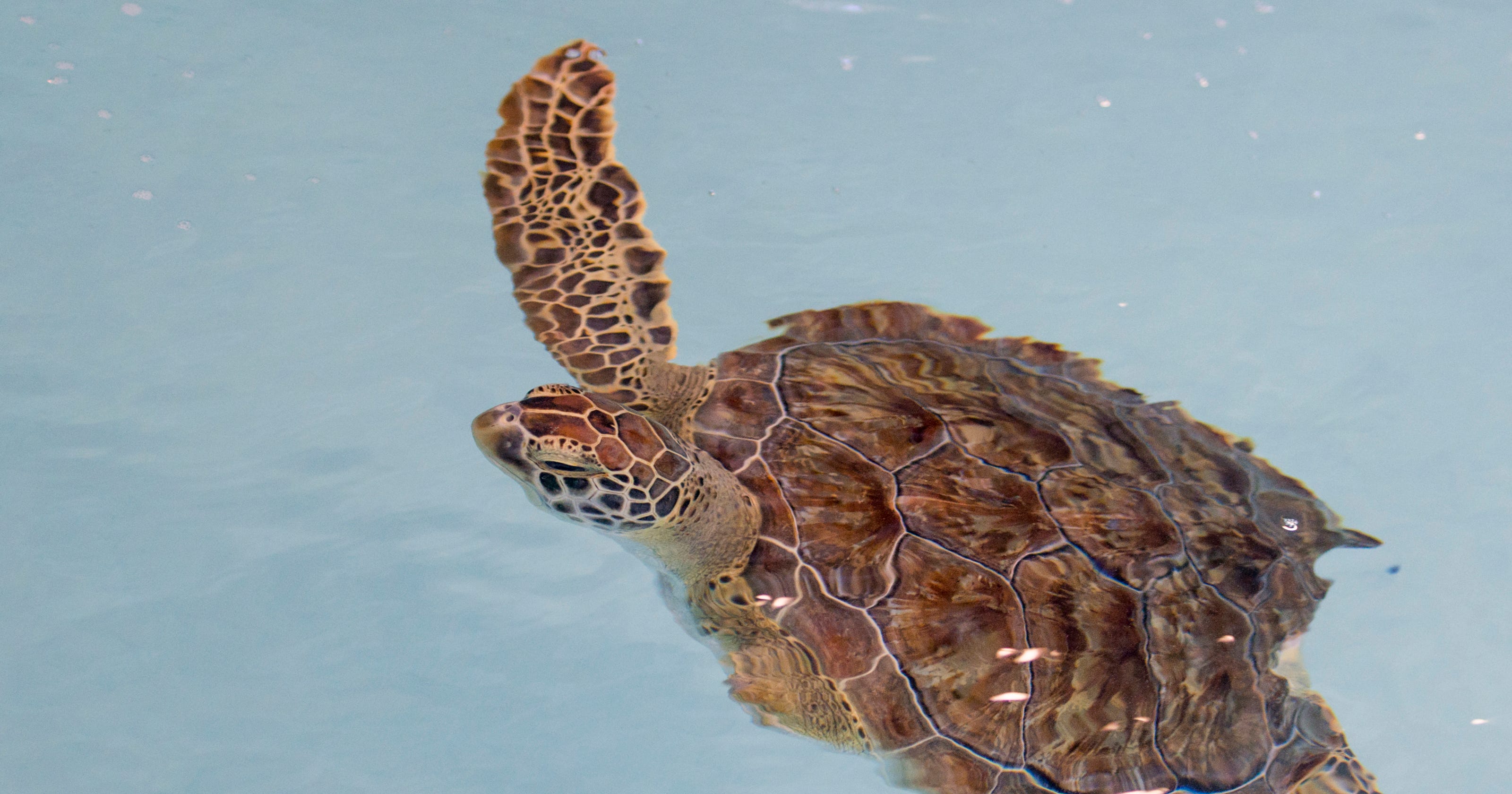 Sweet Pea sea turtle returns to Navarre Beach Conservation Center