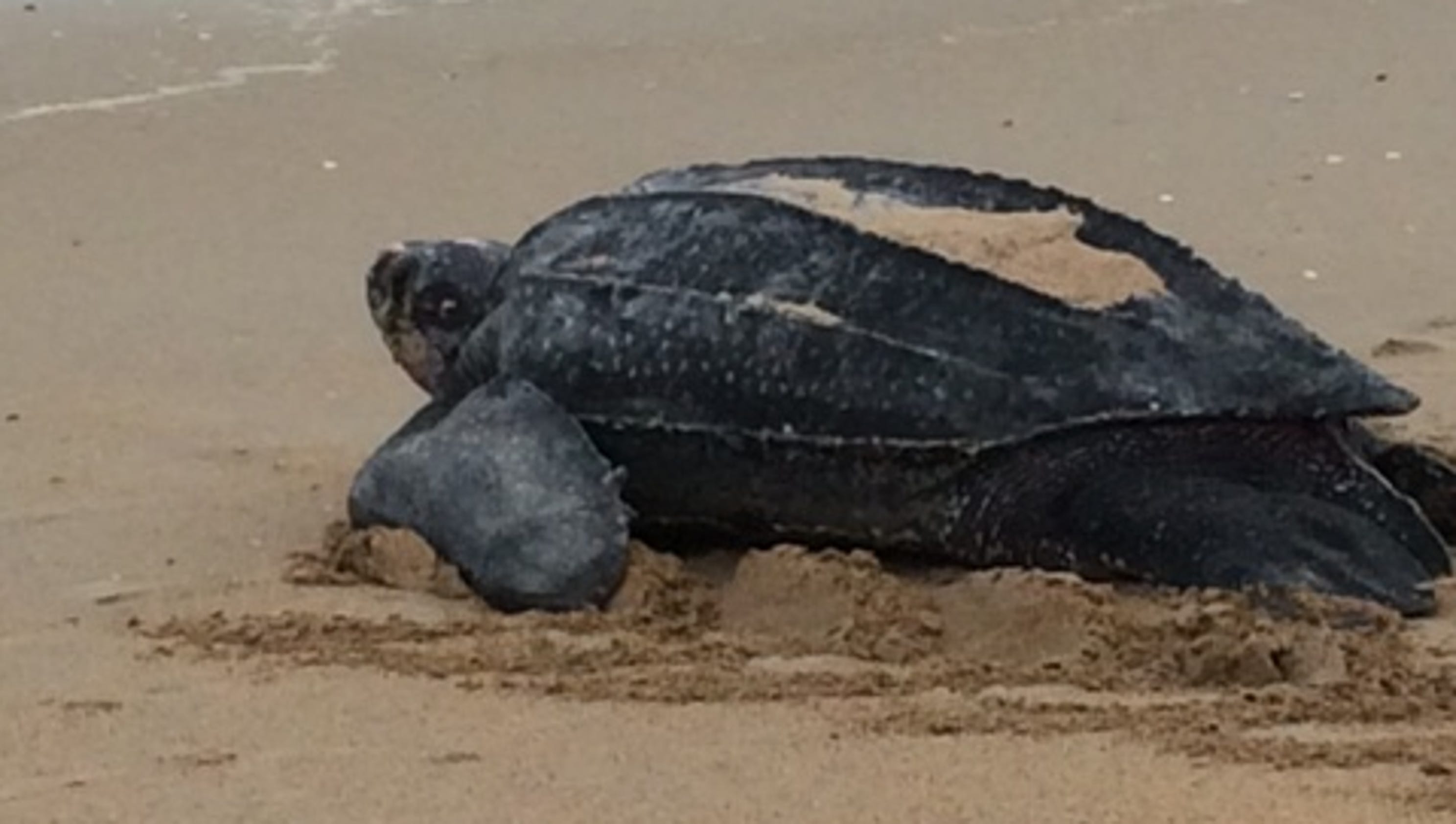 Rare 800-pound sea turtle found nesting in Brevard