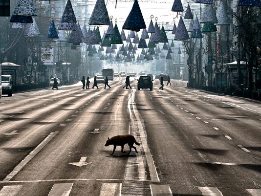 Death sentence issued for strays in Romania