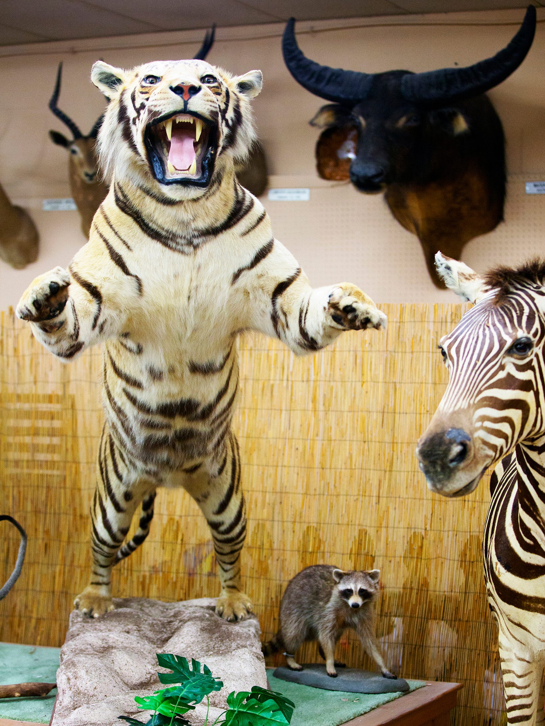 Does the Shell Factory best the Smithsonian? Maybe. In dead animals.