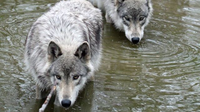 Travel: Wolves run wild in NJ at Lakota Wolf Preserve