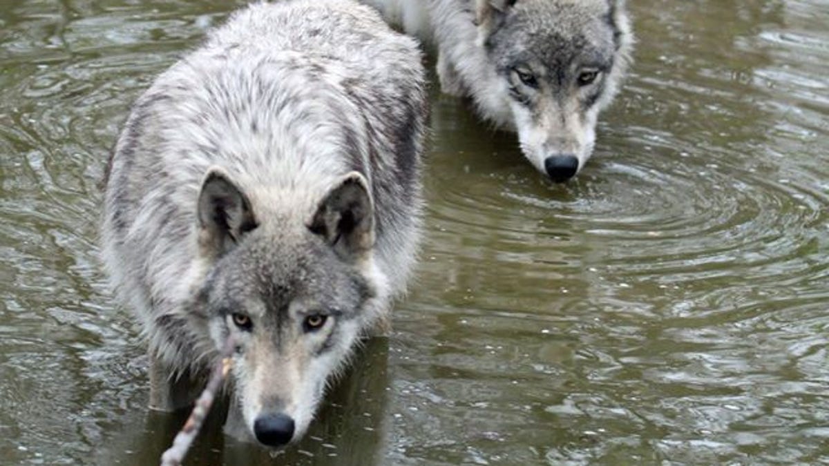 PHOTOS: Wolves run wild at Lakota Wolf Preserve