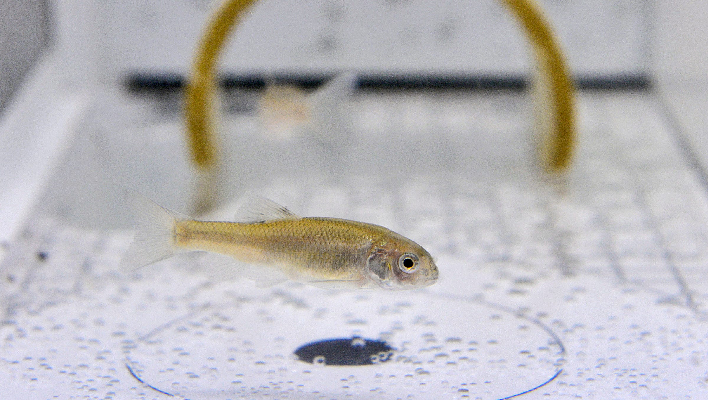 Pharmaceutical fish: SCSU experiments