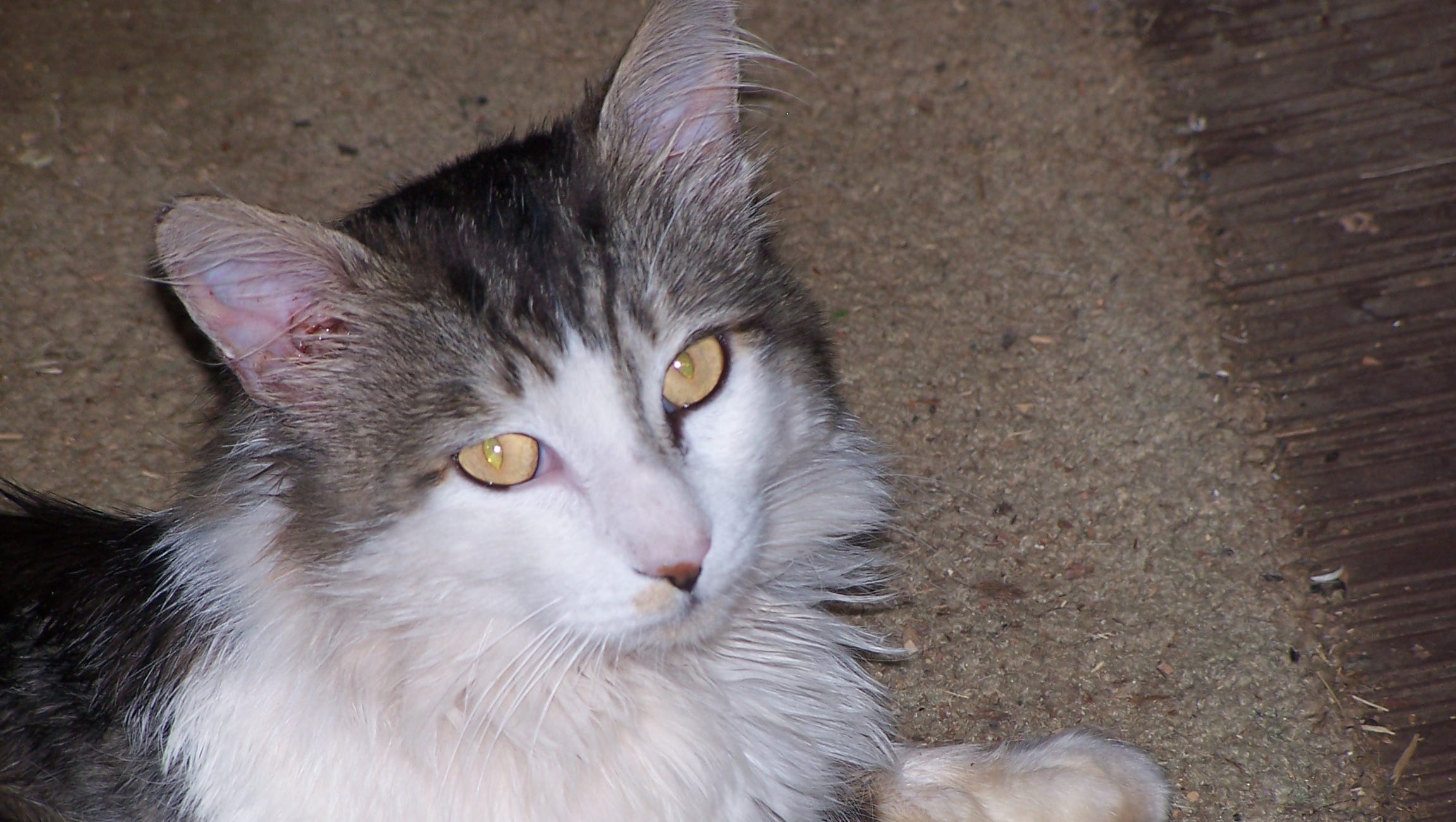 Old rescue animals and their people teach value of life