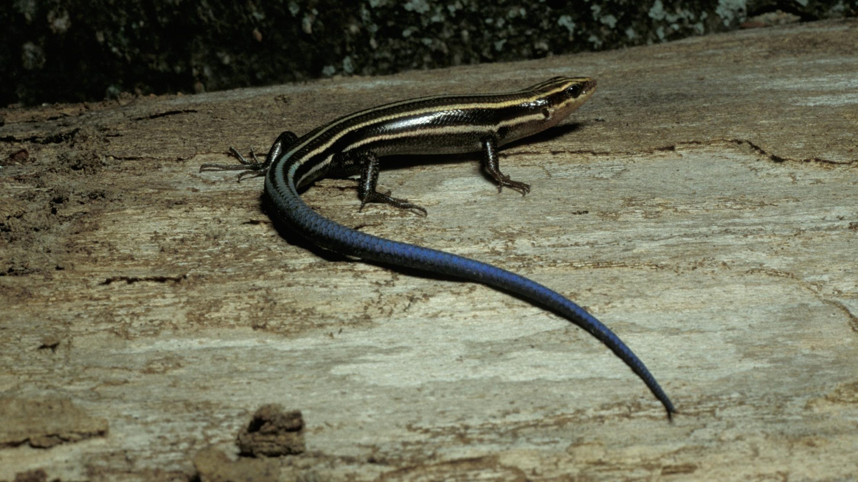 Critter of the Week: Five-lined skink