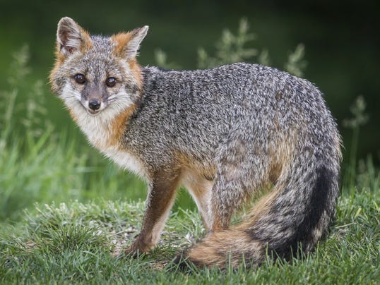 Gray fox has a friend in Delaware