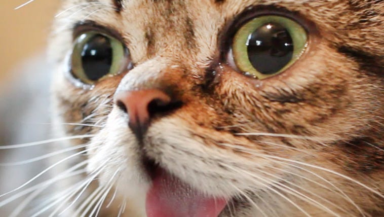 Meet Lil BUB, Indiana's cat video sensation who warms the hearts of ...
