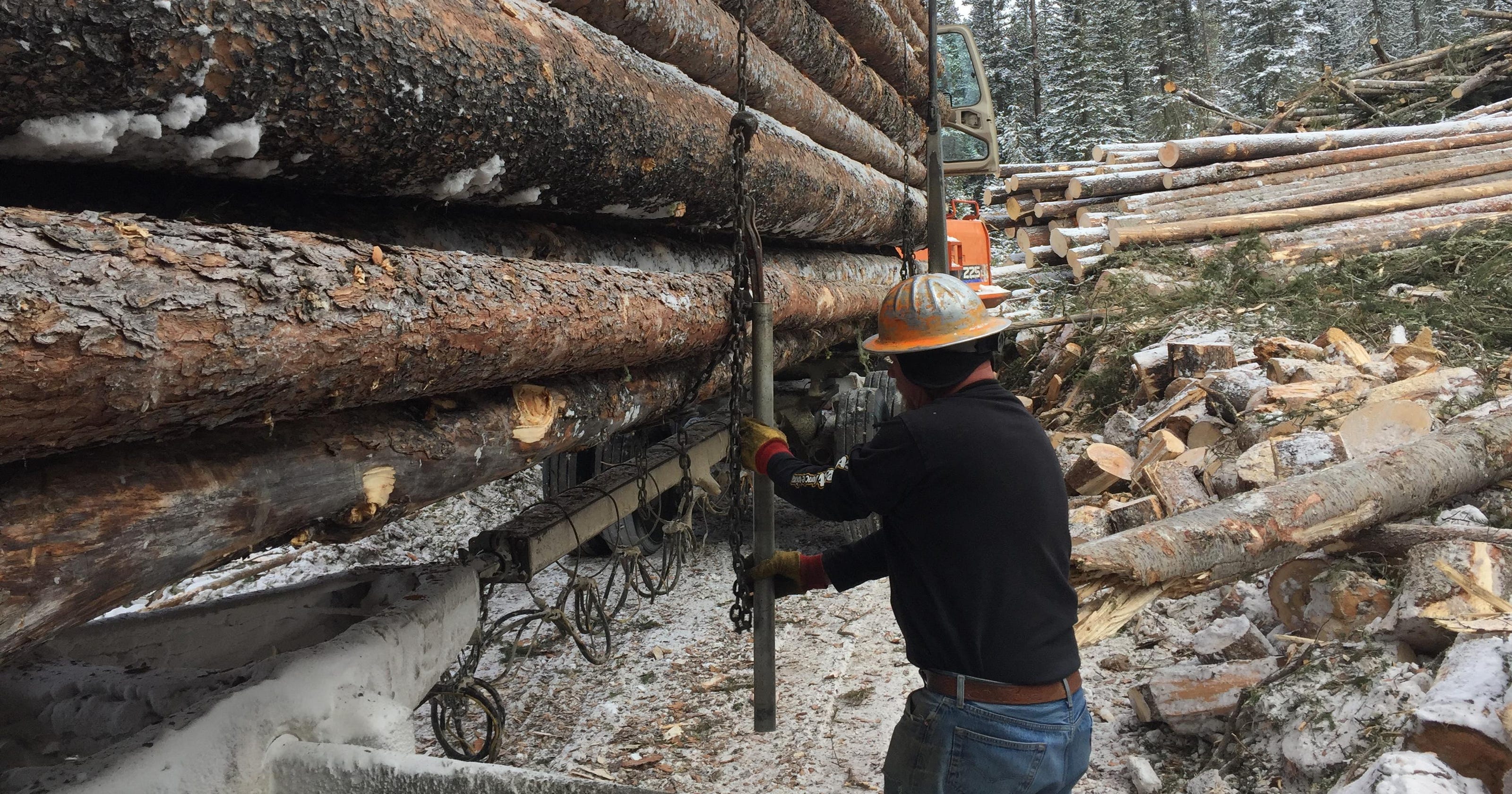 Logging in Helena-Lewis and Clark National Forest best in decades