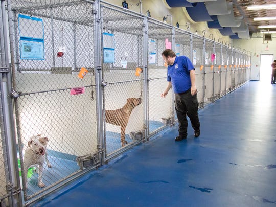 New animal cruelty law gives authorities power to prohibit future pet ...