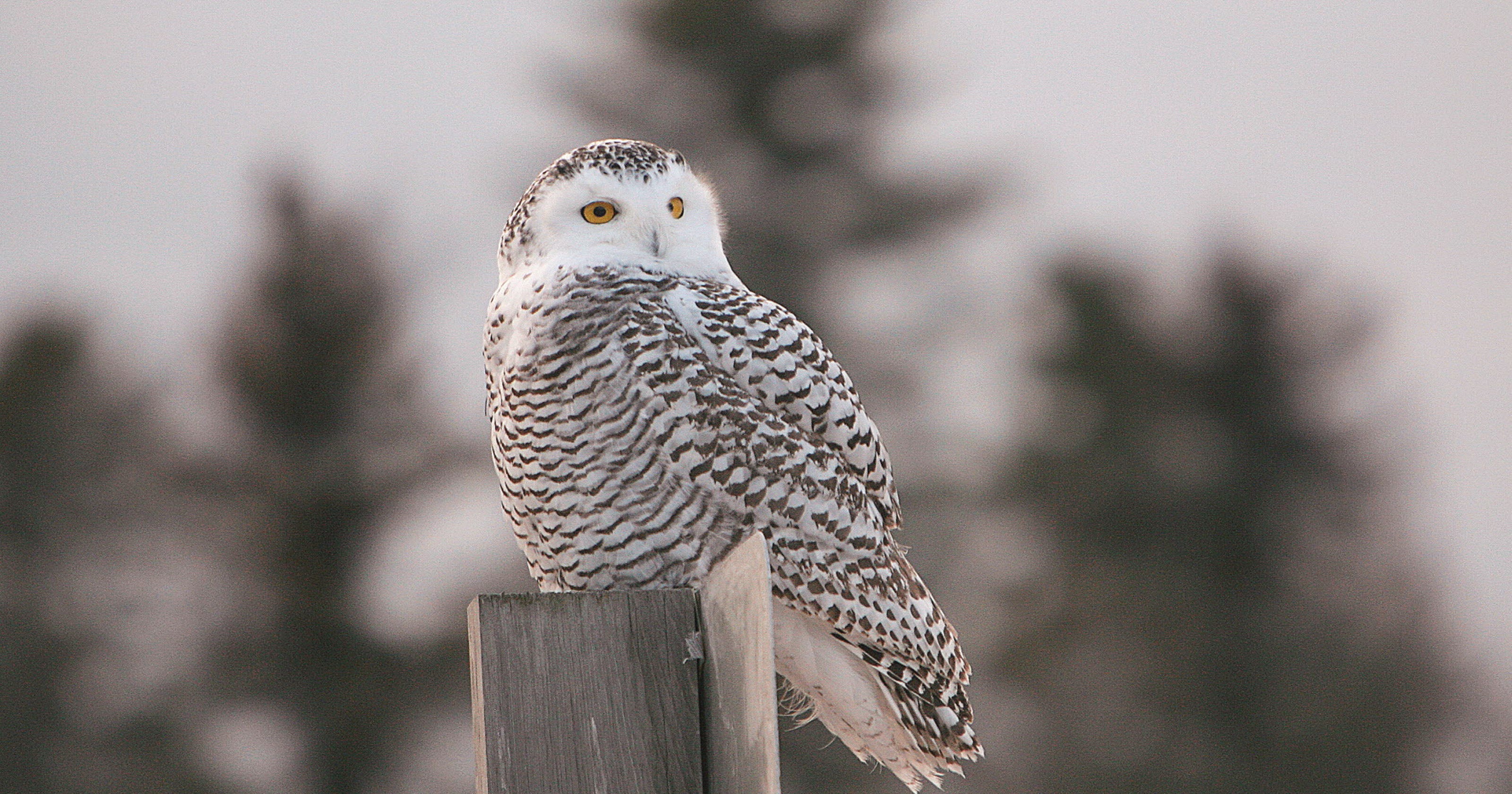 Where to see snowy owls in Wisconsin this winter