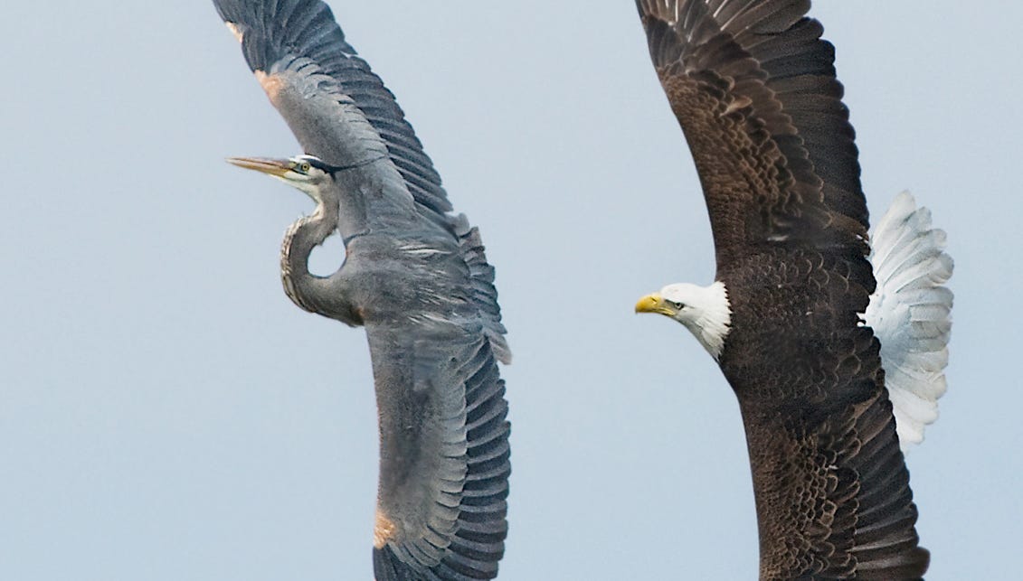 Amazing birding picture causes photo flap