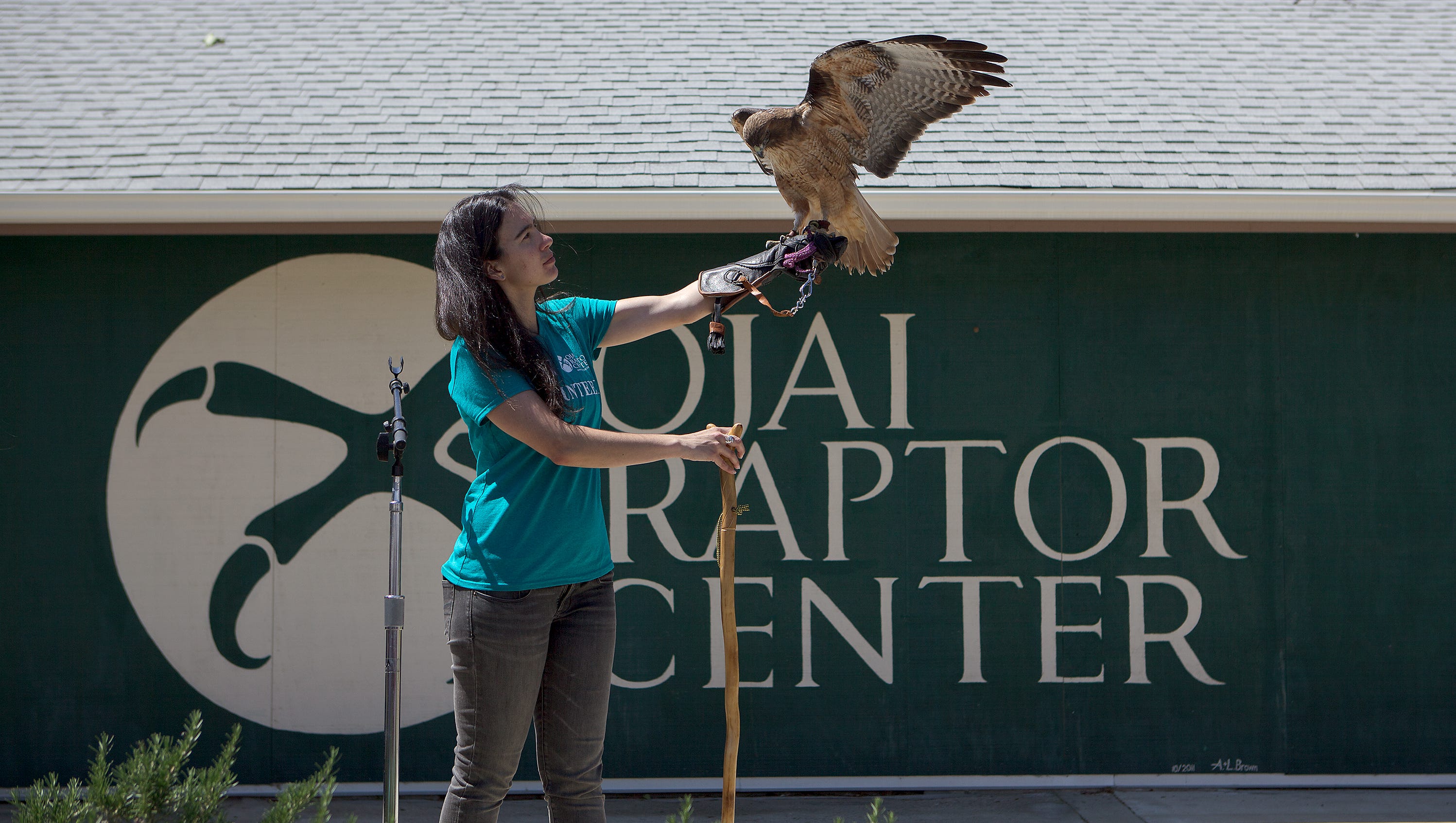 Ojai Raptor Center opens for twice-yearly tours