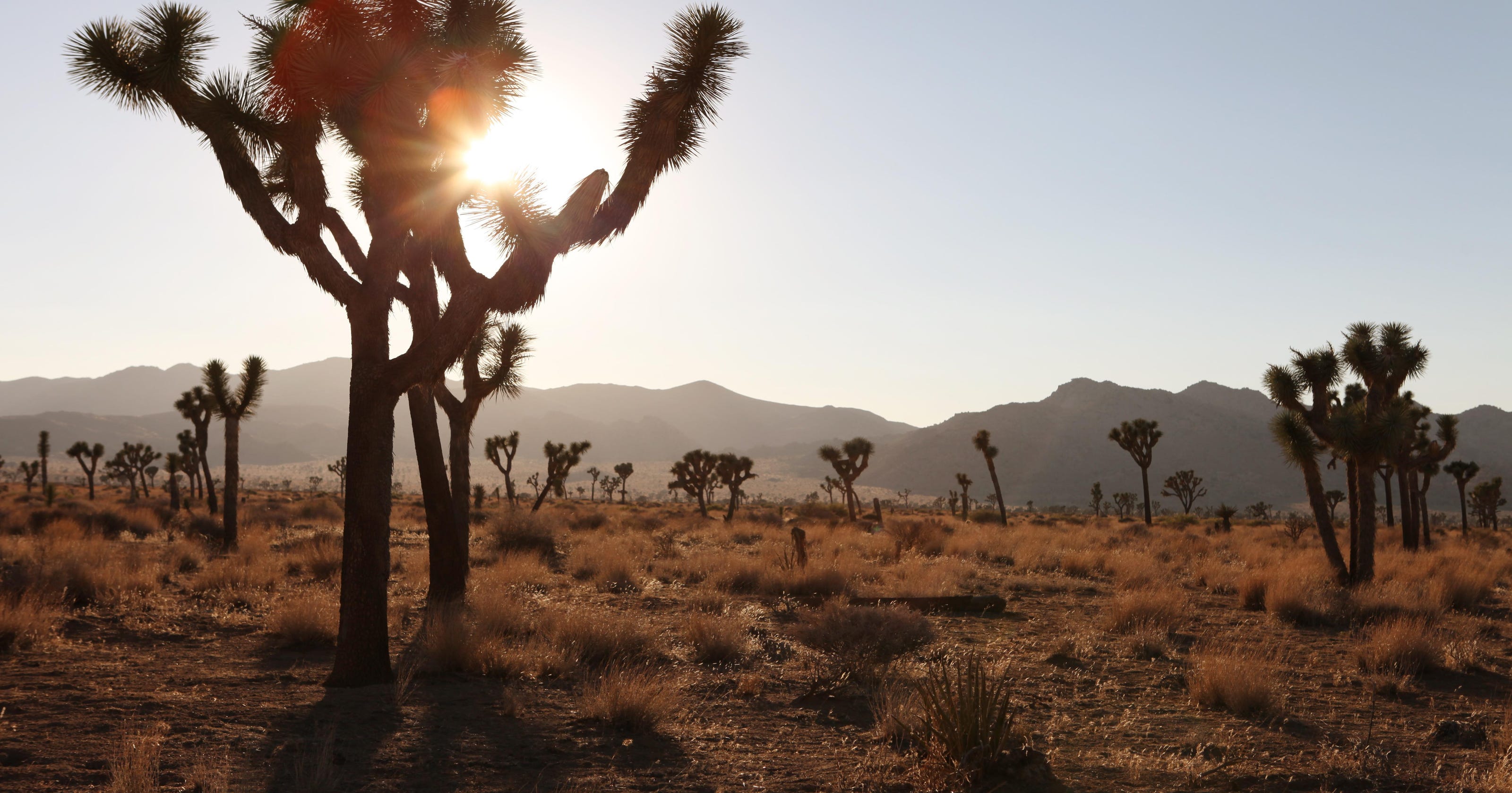 Joshua Tree National Park gets ‘F’ grade in air quality