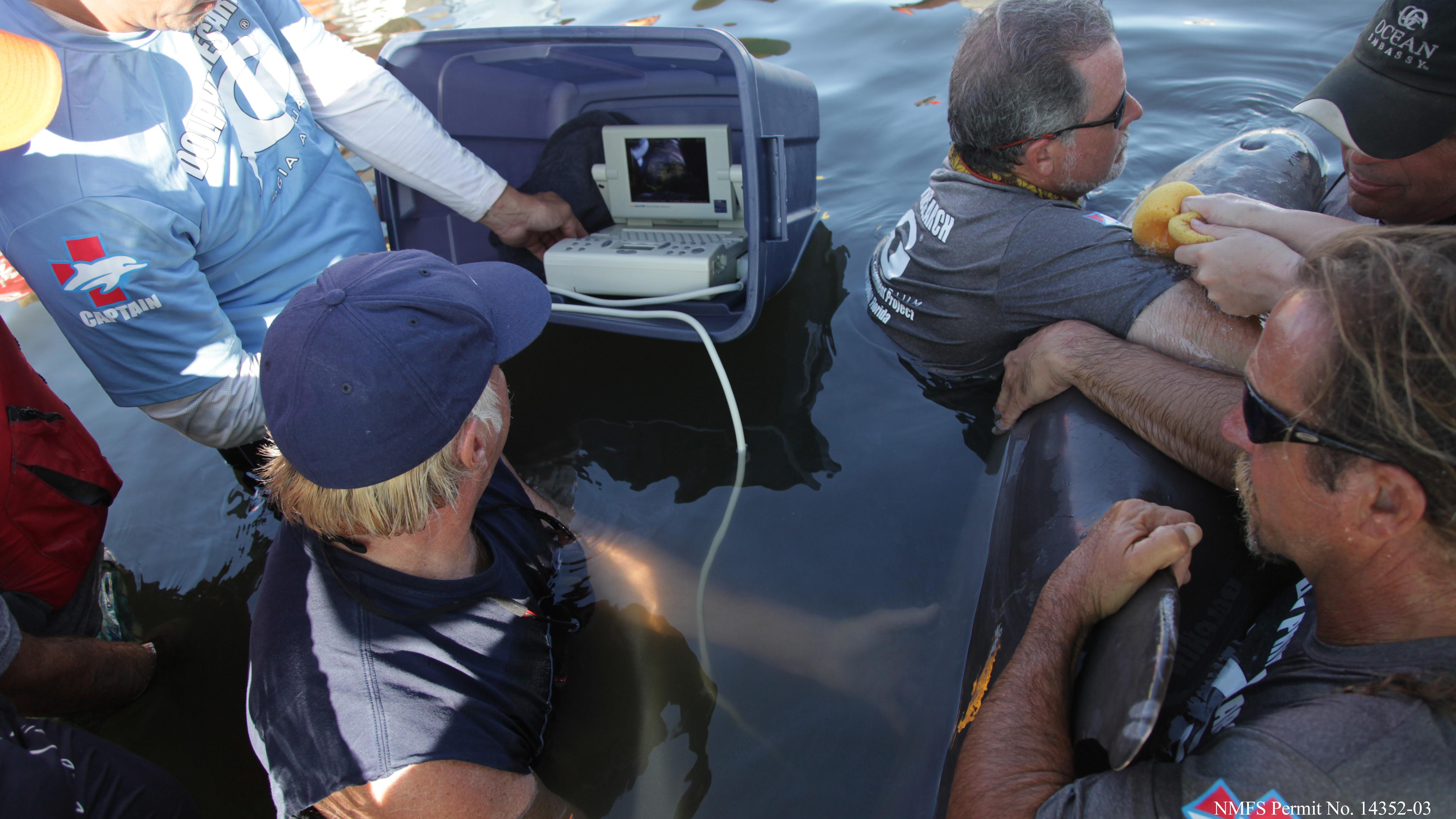 Cancer compounds found in alligators, dolphins at Kennedy Space Center