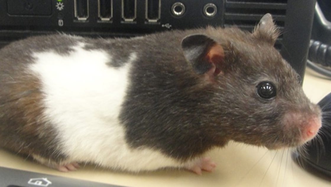 Pet of the week: Oreo the hamster