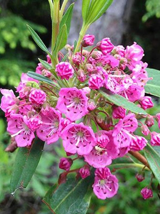 Species Spotlight: Sheep laurel