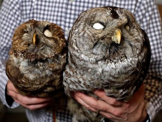 Spotted owl controversy shows danger of worshiping at altar of science