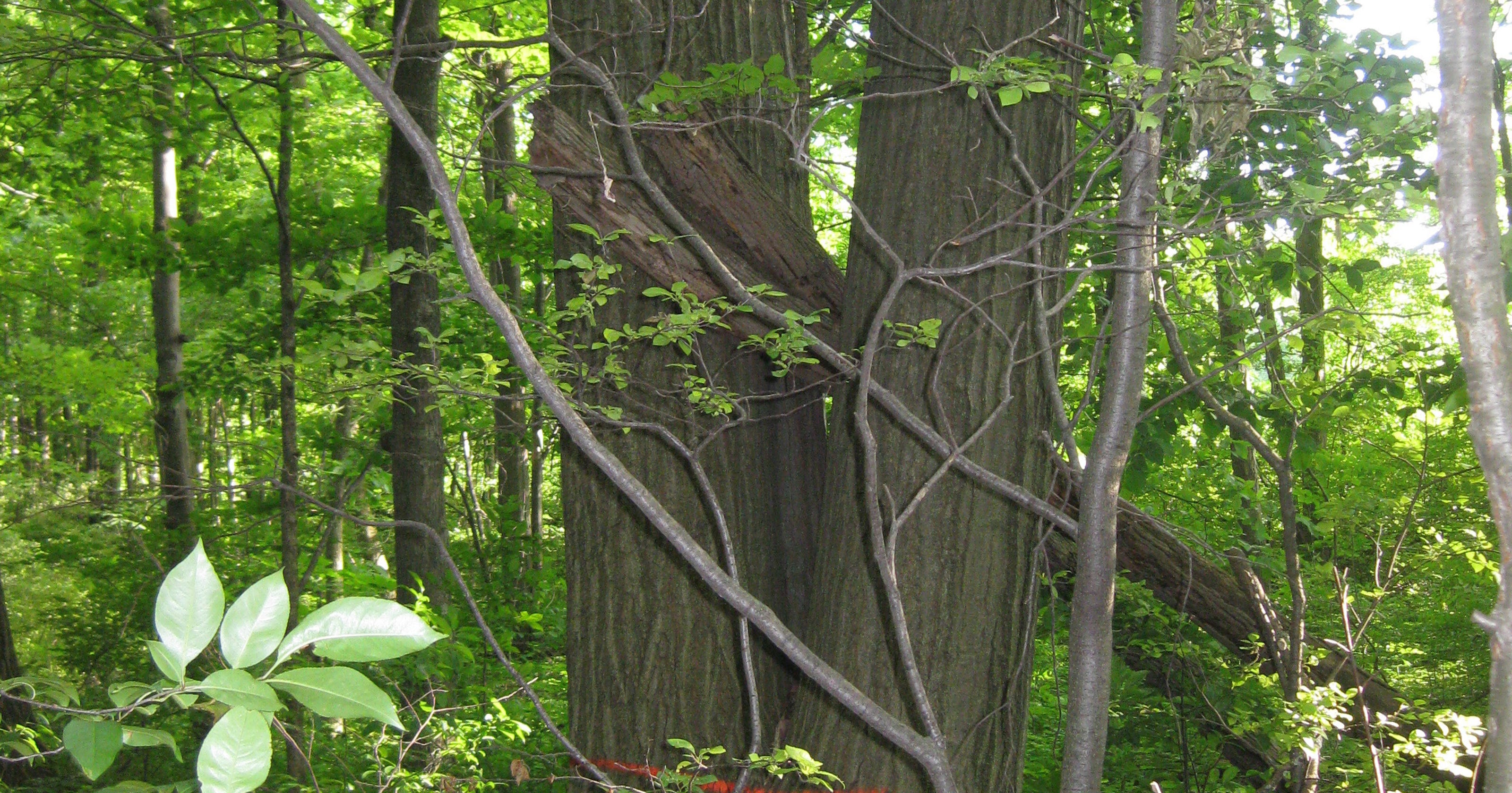 DNR report: key threats to Michigan's trees